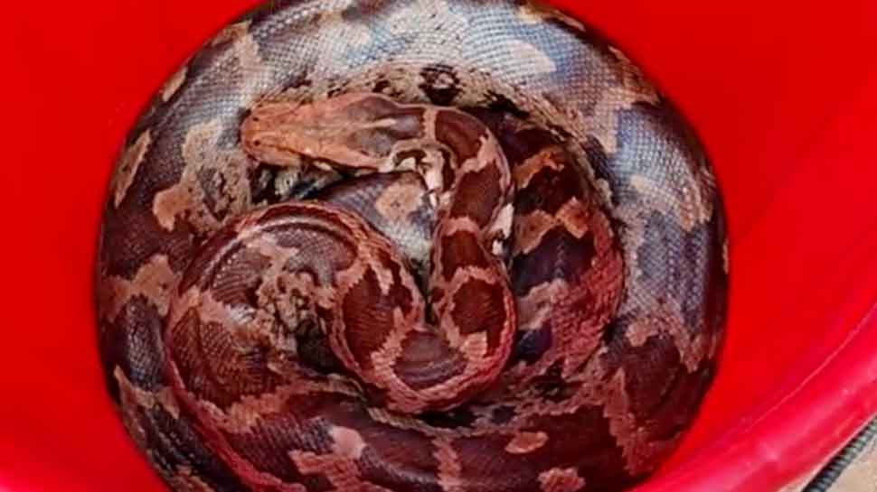 Python surgery done in Chhindwara know why ajgar ki pet surgery mpsn ...