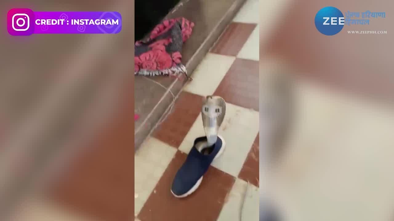 cobra snake hidden inside shoes left public shocked video viral on ...