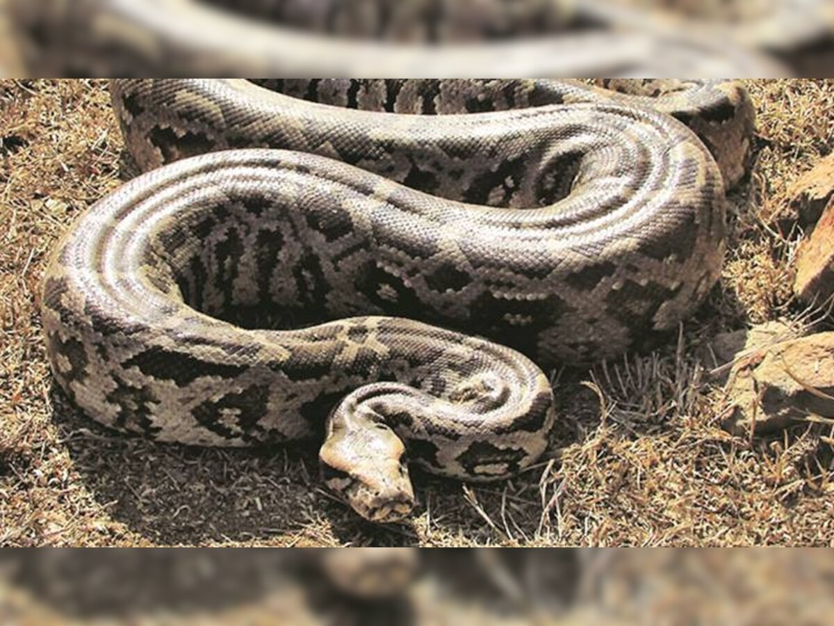 How do pythons swallow even animals that are 6 times bigger than ...