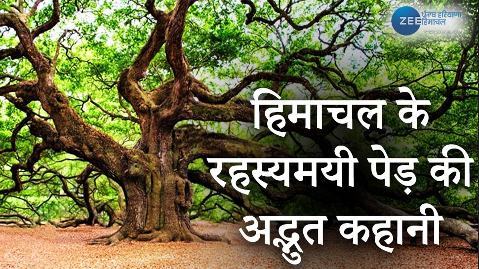Adbhut himachal ki sair unique story 5 thousand old Deodar tree ...