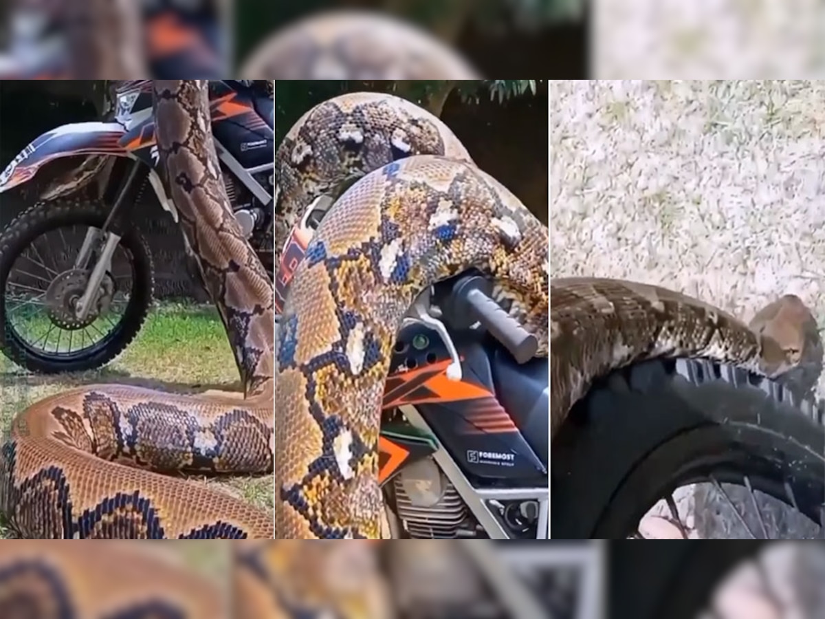python snake fond of bike users compared with anaconda by size of snake ...