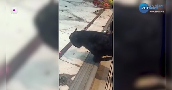 viral video of goat kneels down at lord shiva aarti in temple kanpur ...
