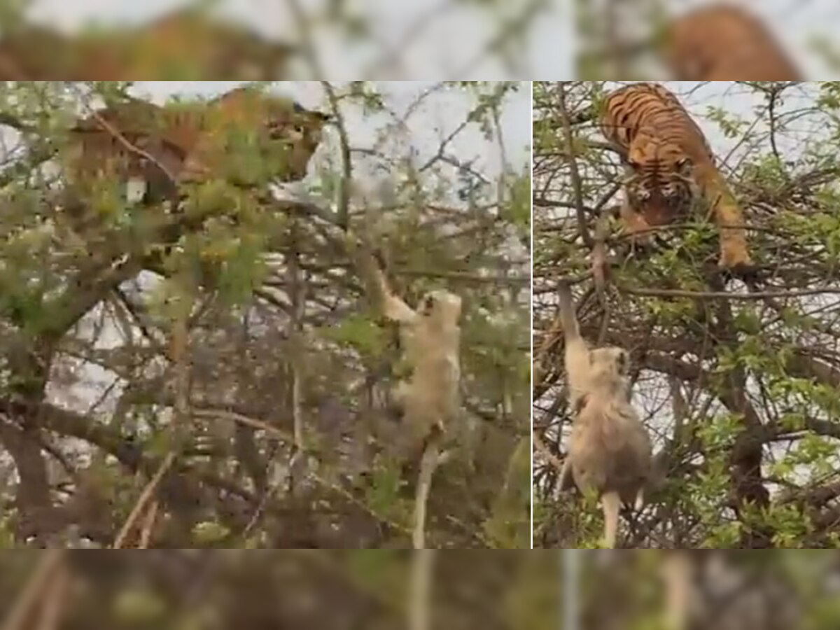 attacker tiger become victim in front of monkey on tree watch what ...