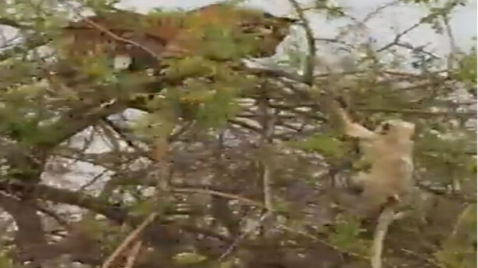 Tiger vs Monkey Fight when the hunter becomes the prey