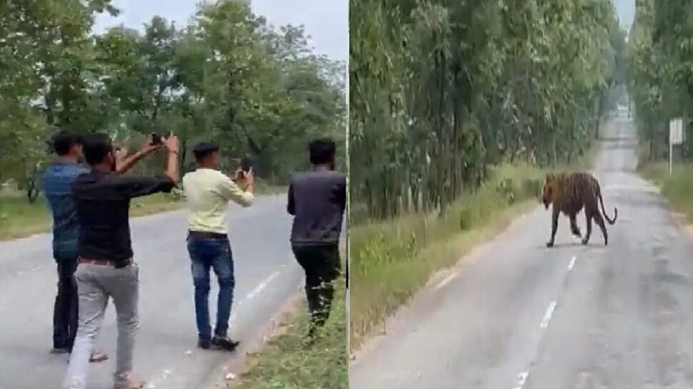 Trying to take selfie with man eating tiger Tiger watch what happened ...