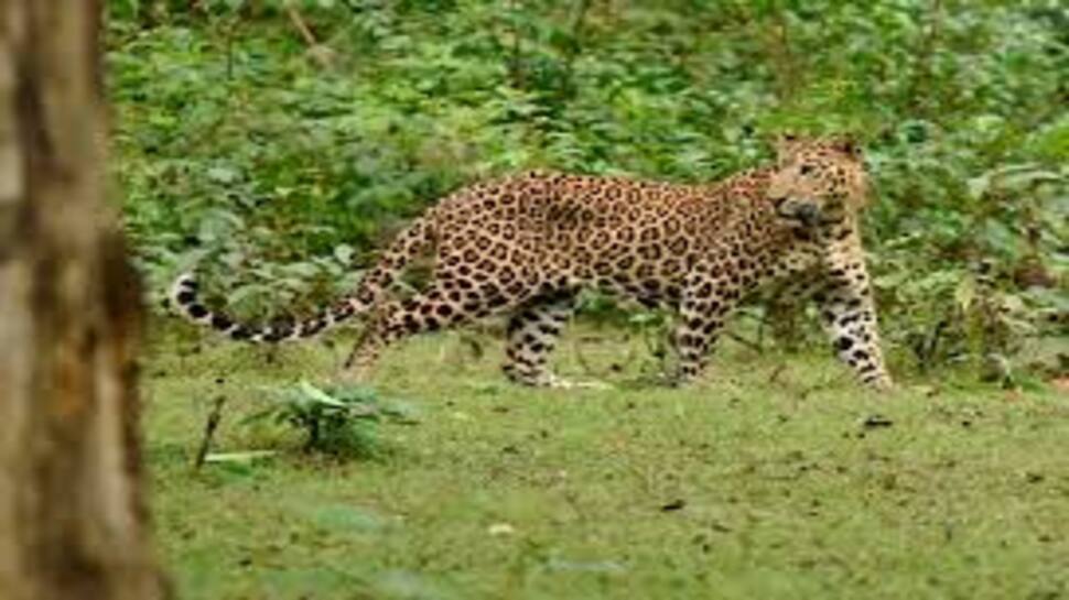 Leopard spotted at Delhi Asola Bhatti Wildlife Sanctuary