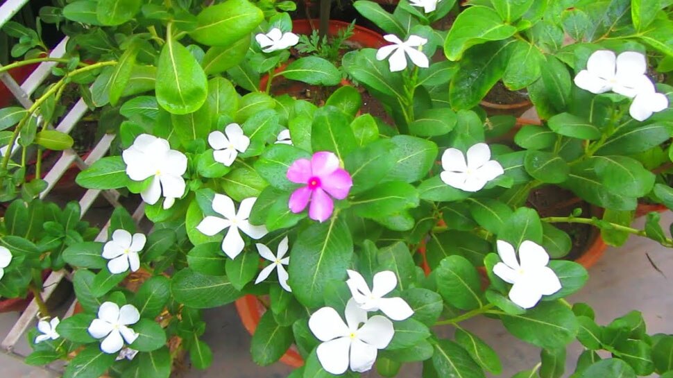 Sadabahar Plants Health Benefits Evergreen Plants Health Benefits ...