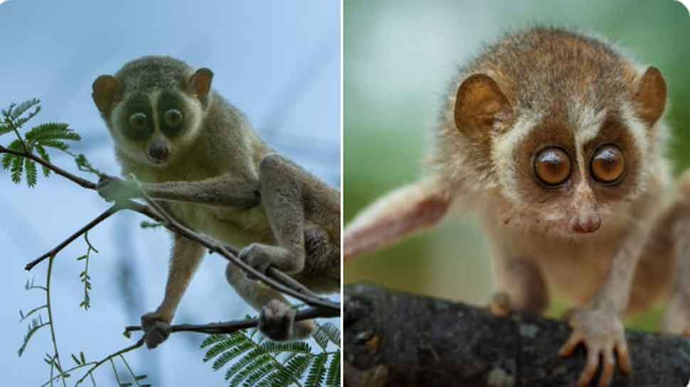 Have you seen this unique creature of India Tamil Nadu government ...