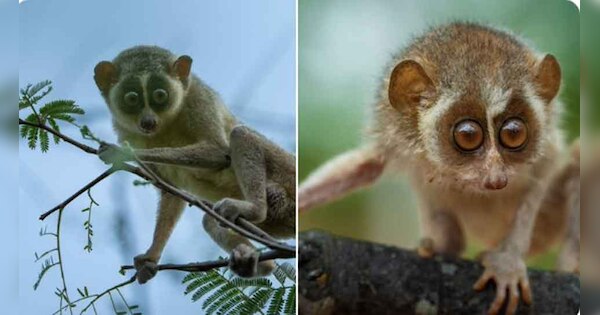 Have you seen this unique creature of India Tamil Nadu government ...