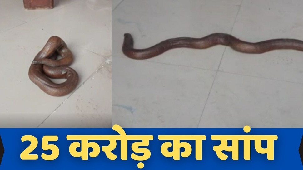Red Sand Boa Snake worth rupees 25 crore found in Begusarai see pic ...