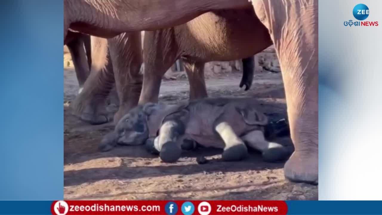 Baby Elephant Cuddling video goes viral | ମା ଛାଇରେ ଛୁଆ ସୁରକ୍ଷିତ; ପ୍ରମାଣ ...