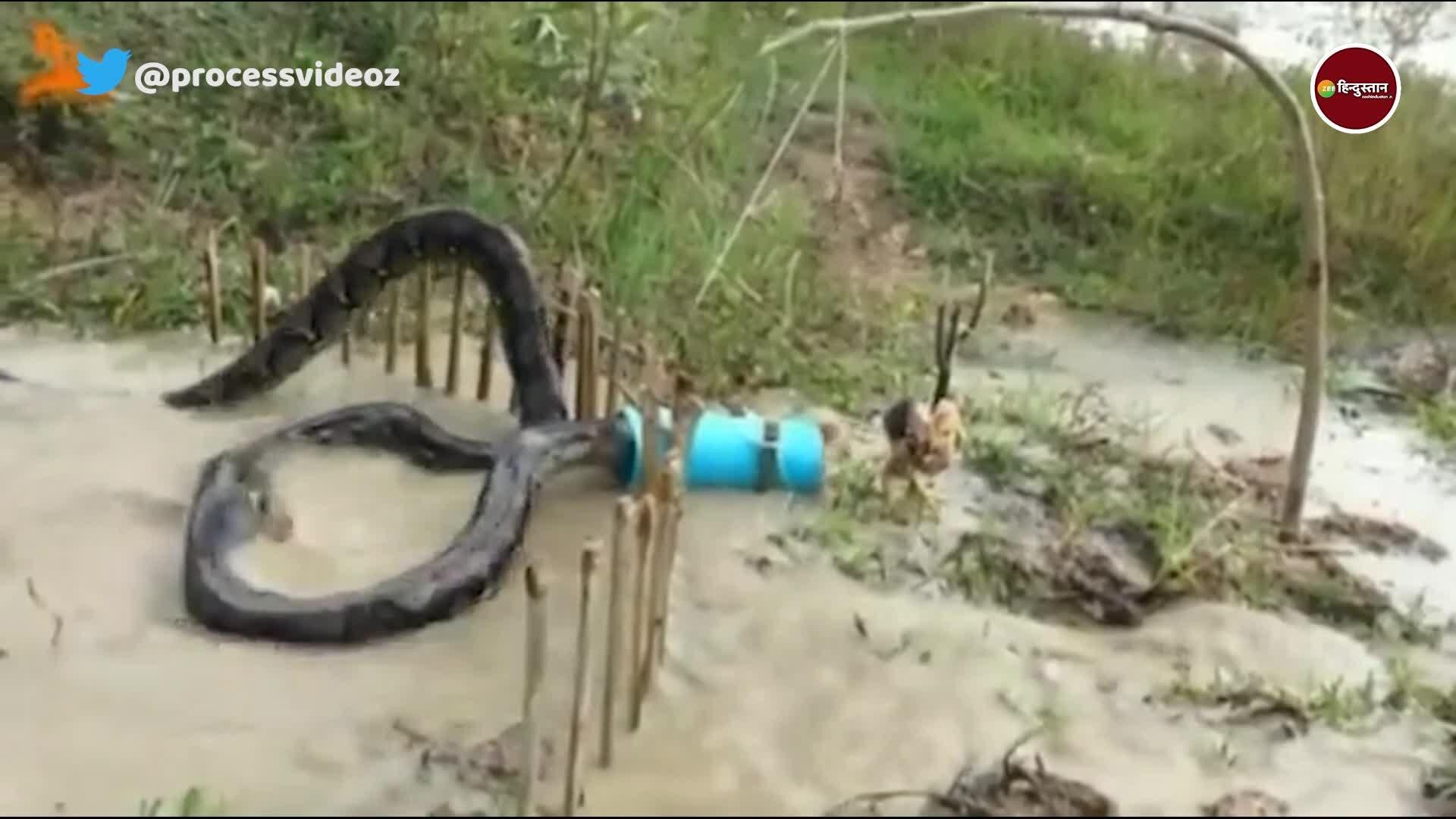 python snake trapped with the help of hen watch big snake getting ...