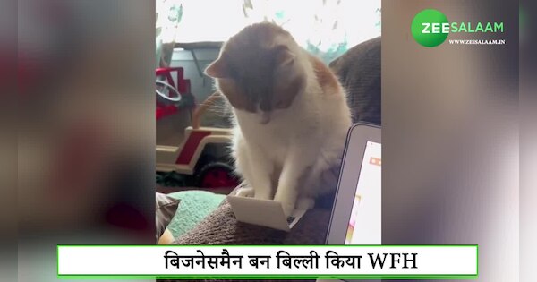 Cute cat work from home on her laptop video goes viral on internet smzs ...