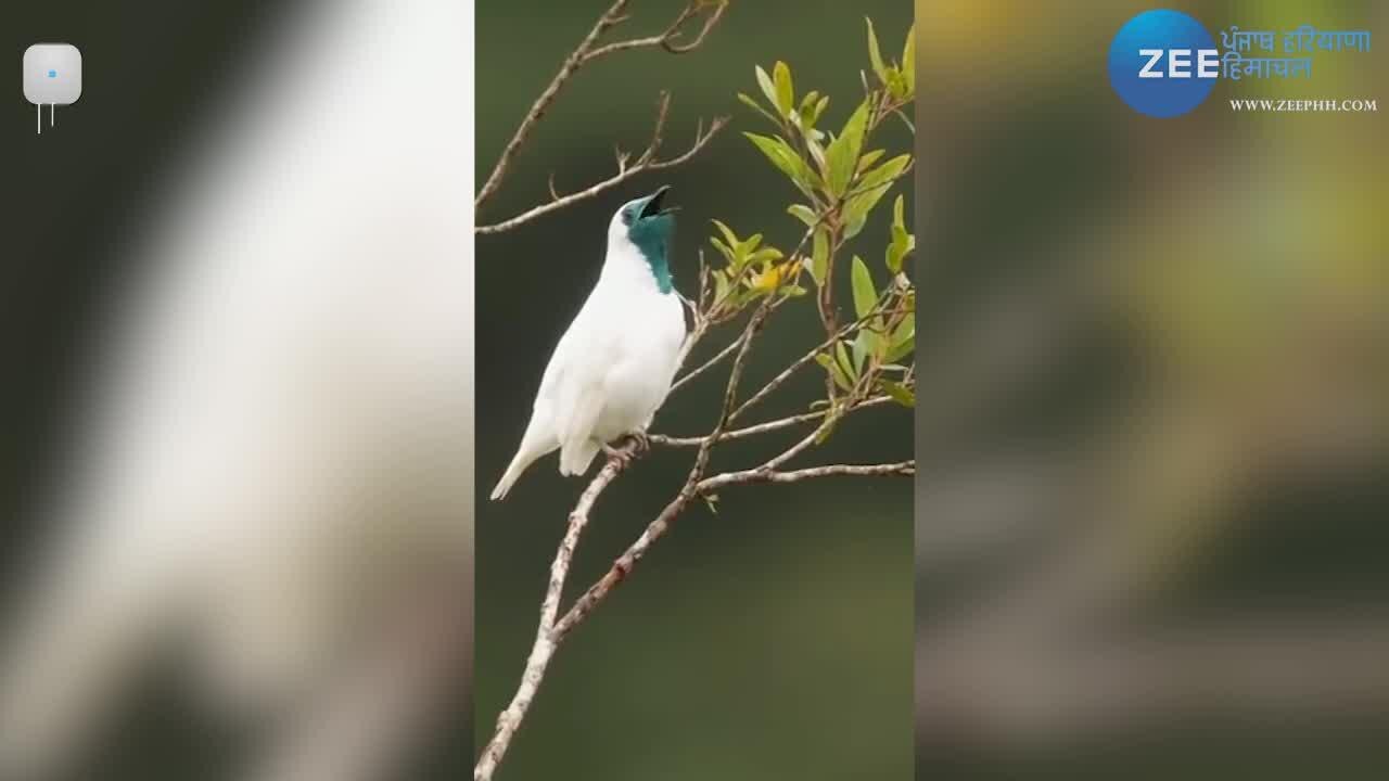 viral video of bird smoking amazed public camerman captioned it ...
