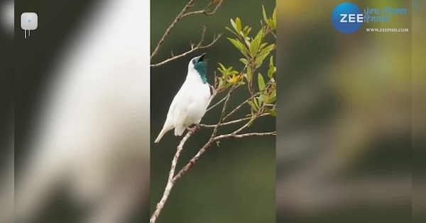 viral video of bird smoking amazed public camerman captioned it ...