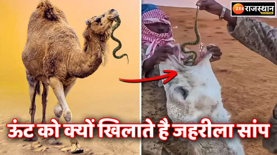 why camel eat live snake in rajasthan news barmer jaisalmer | Rajasthan ...