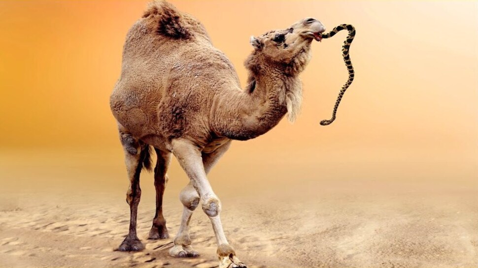 Camel eats Snake instead of grass after affected in Hyam disease