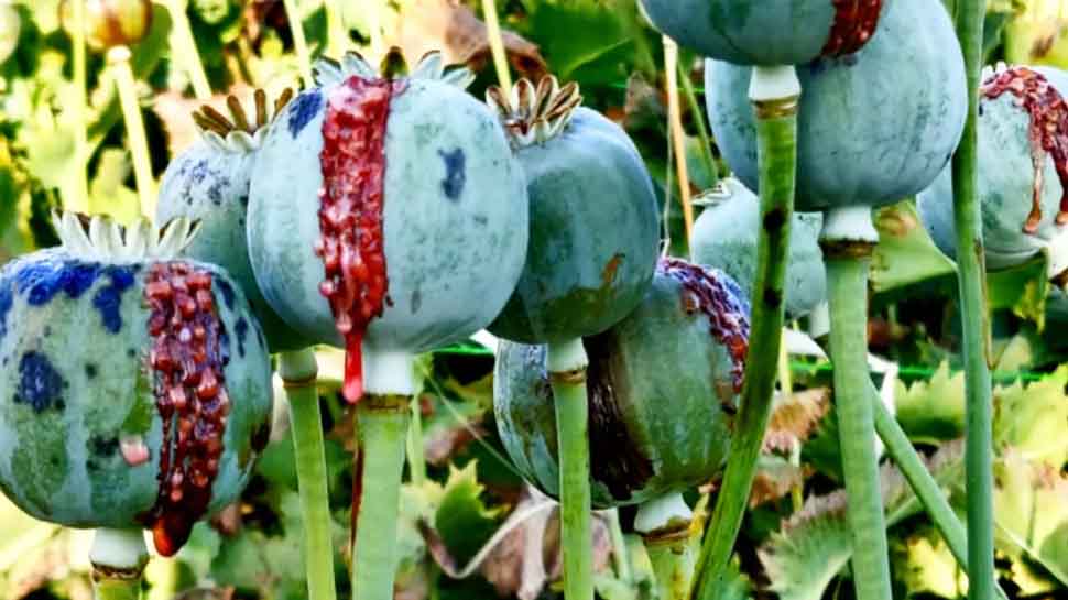Big gift opium afeem farmers before Diwali 2022 Narcotics Department ...