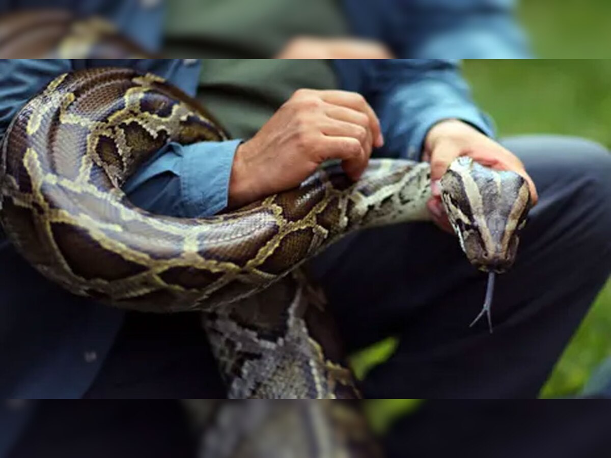 python snake attacked on shoes what happened next was shocking must ...