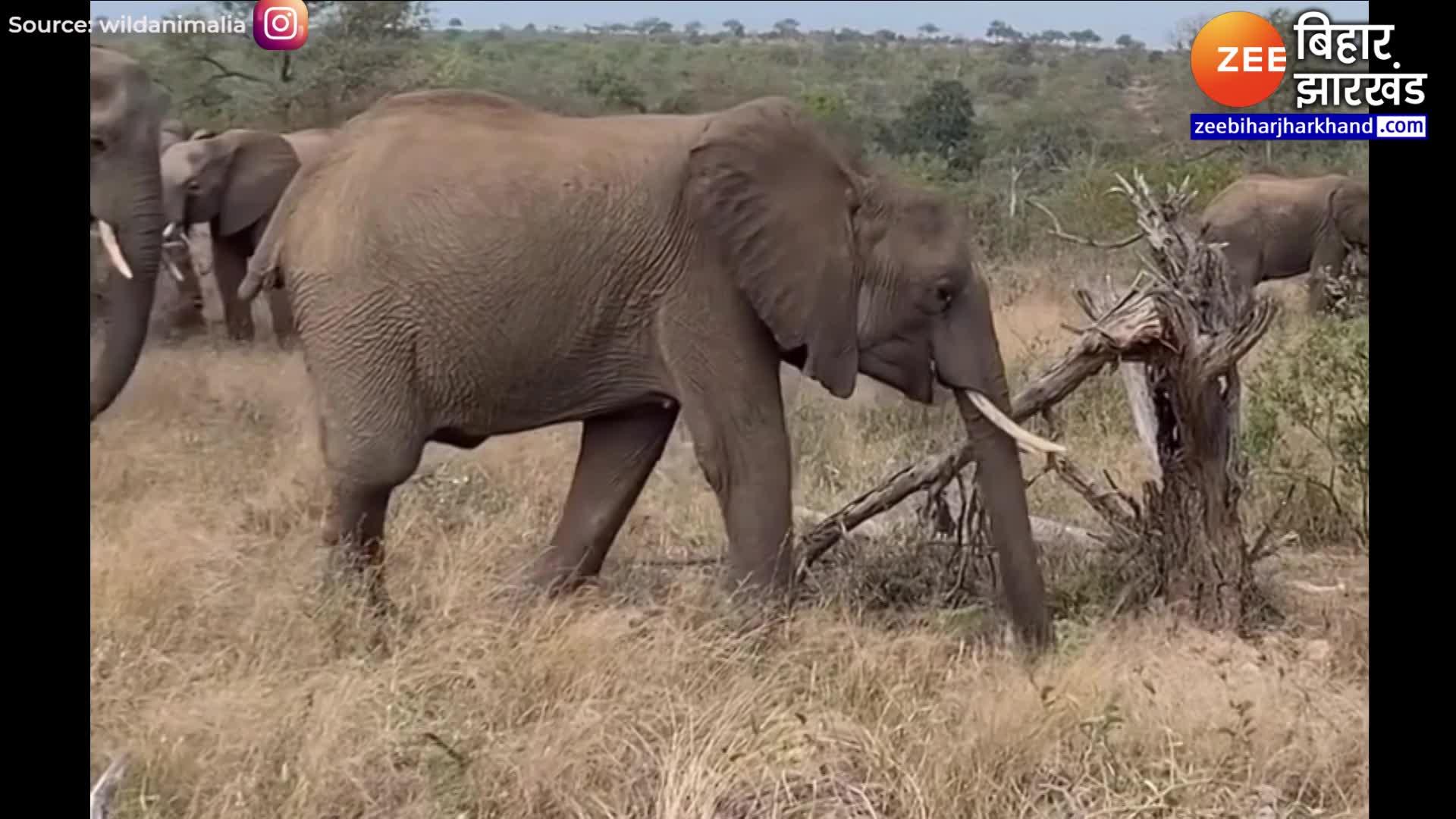 three legged elephant appeared in the forest the video is going viral ...
