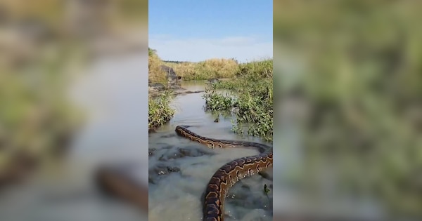 Snake Video : Ajgar Nag Nagin Swimming in Flood Water animals planet ...