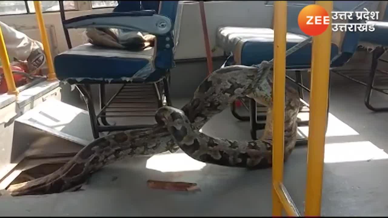 Ajgar Video : Giant python found in Rae Bareli Ryan International ...