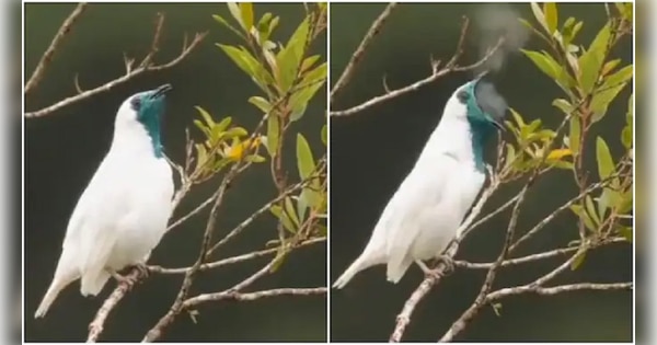 smoking bird white bellbird with smoke on the tree people confused what ...