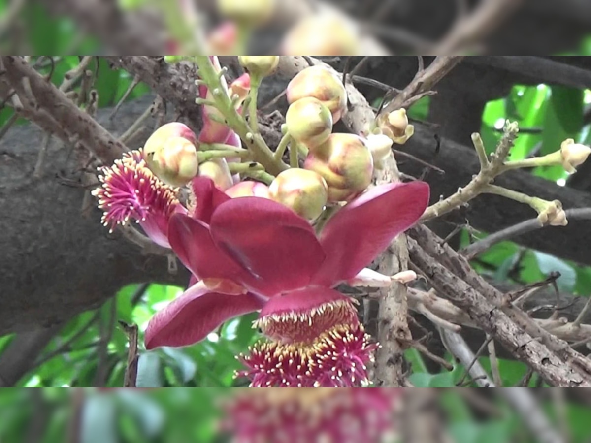 Diwali 2022 Nagkesar Flower Remedies Upay totke Maa Lakshmi Puja Method ...