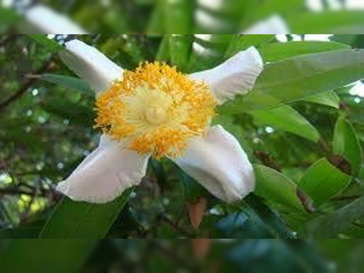 Diwali 2022 Nagkesar Flower Remedies Upay totke Maa Lakshmi Puja Method ...