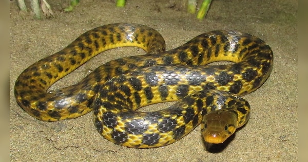 Checkered Keelback Snake found at Amit Shah house know how dangerous ...