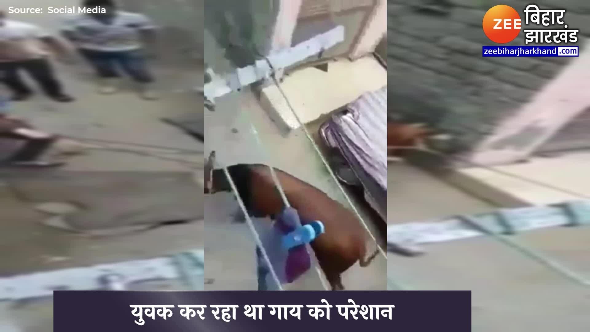 cow kicking brutly young man after torcherd by him | गाय को दुखी करना ...
