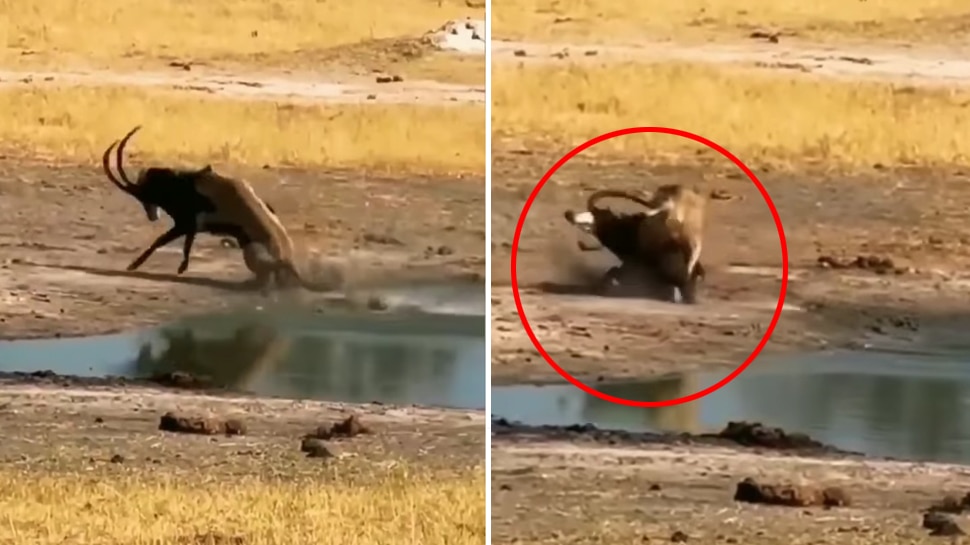 Lion Attack Video: Sable Antelope Head stuck in lioness jaw then saved ...
