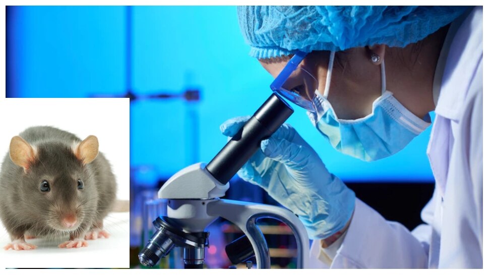 Lab Testing On Rats, Scientific Facts, Amazing Facts | Amazing Facts ...