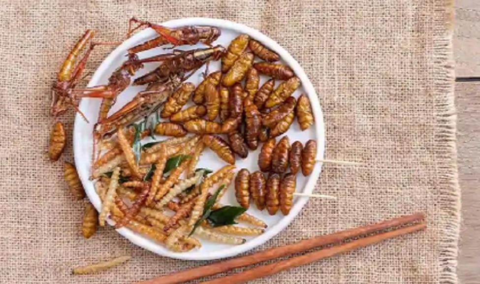 singapore may approve some insect species for human consumption after ...