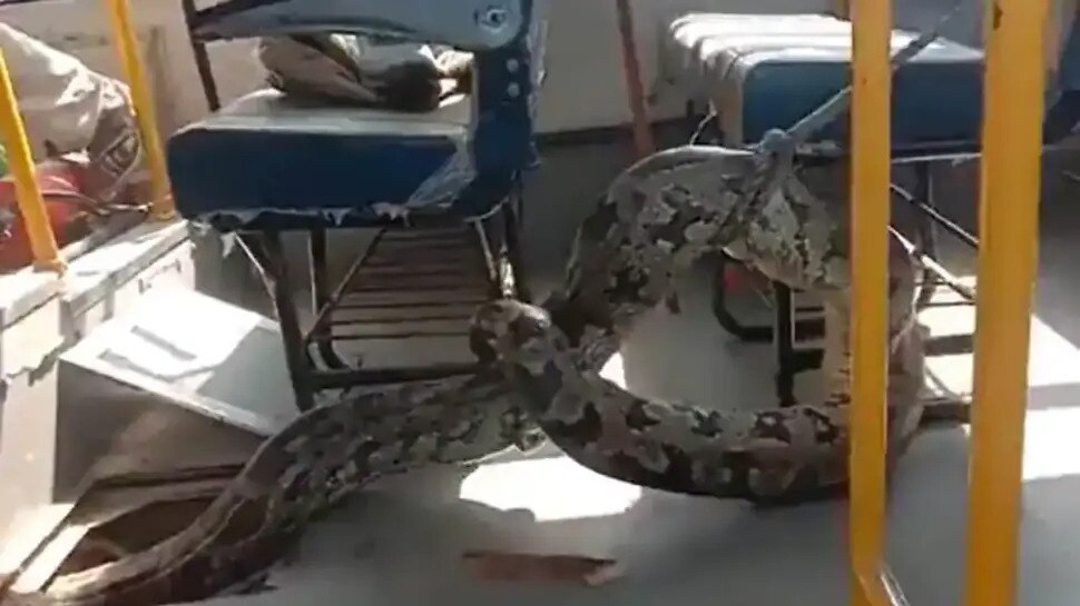 Shocking News Giant Python spotted at school bus in Rae Bareli District ...