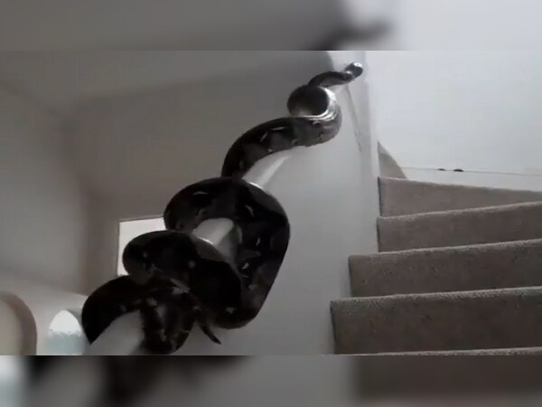 python such terrible physique You have never seen Whoever saw eyes were ...