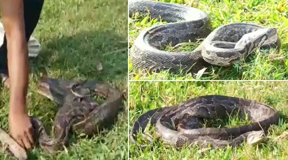 python snake 9 feet long snake rescued in assam video goes viral on ...