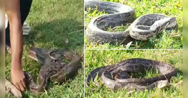 python snake 9 feet long snake rescued in assam video goes viral on ...