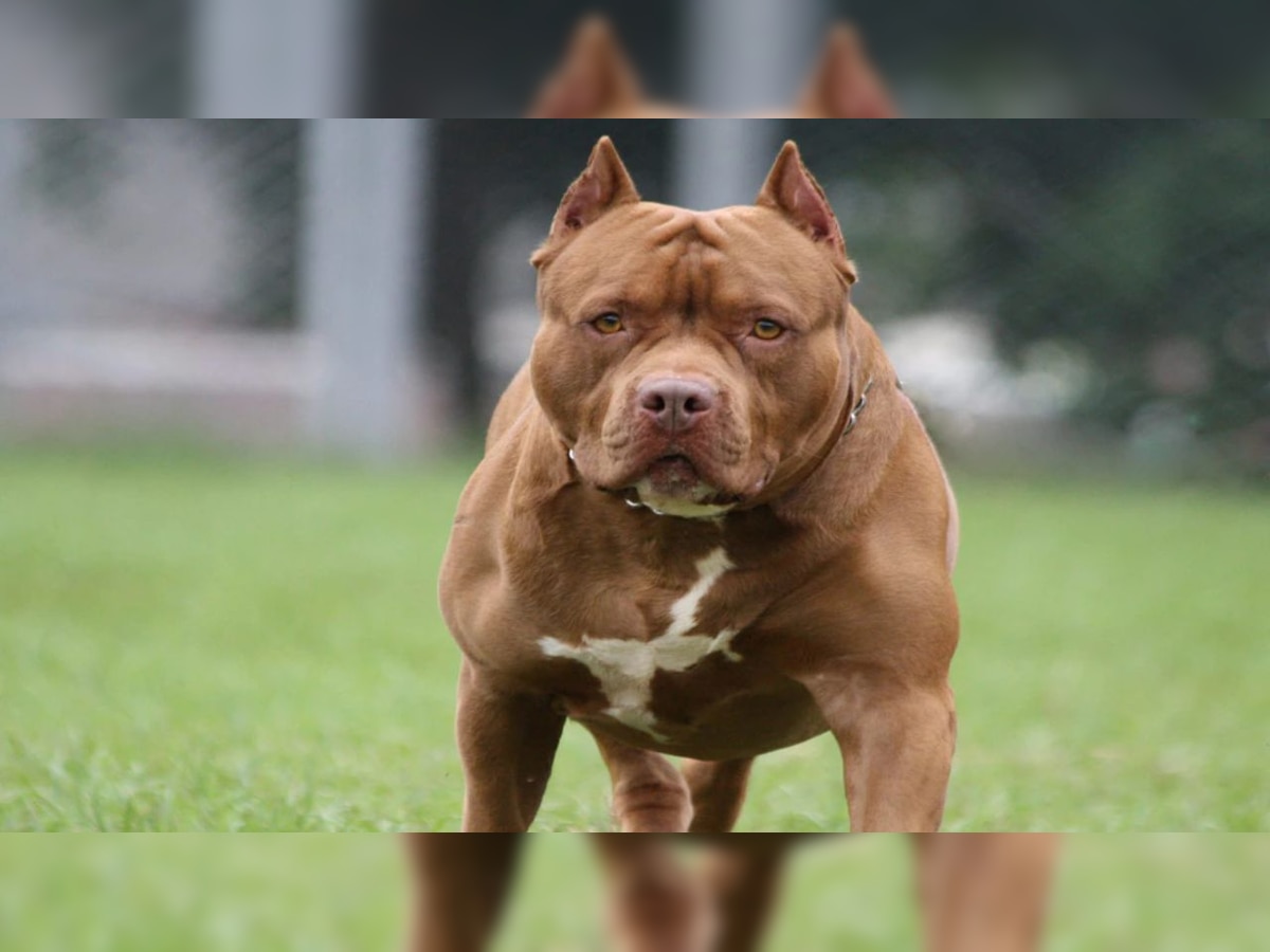 most Dangerous Dogs in the world Pit Bull Boxer German Shepherd dogs ...