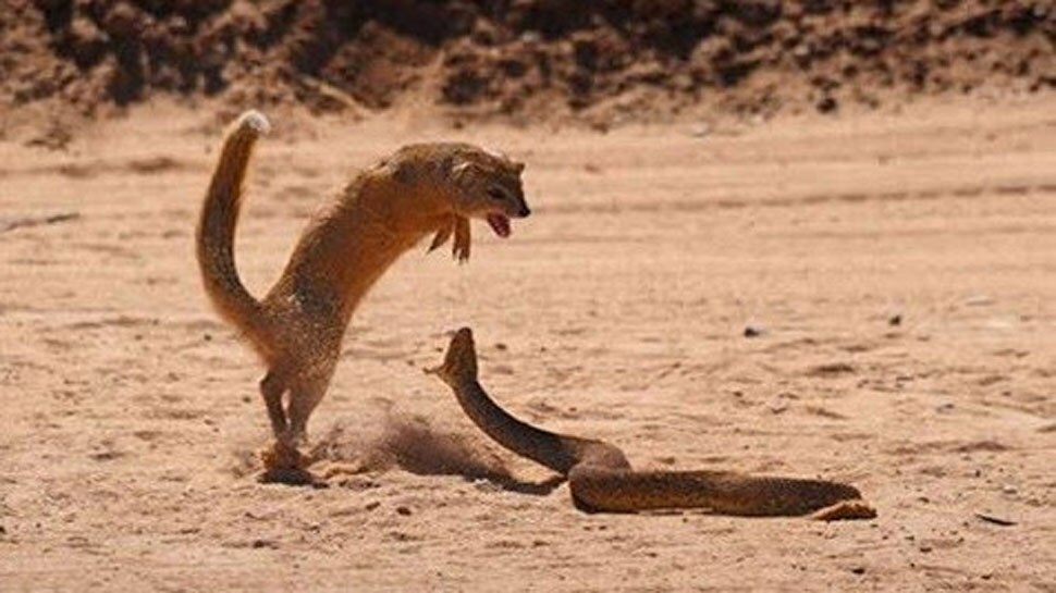 viral fight video of snake vs mongoose trending must watch who will won ...