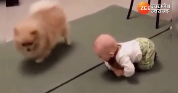 Cute Dog Copying baby video of crawling dog gone viral on social media ...