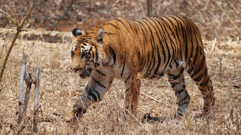 Mukundra Tiger Reserve without tiger 1 out of 7 tigress left that too ...