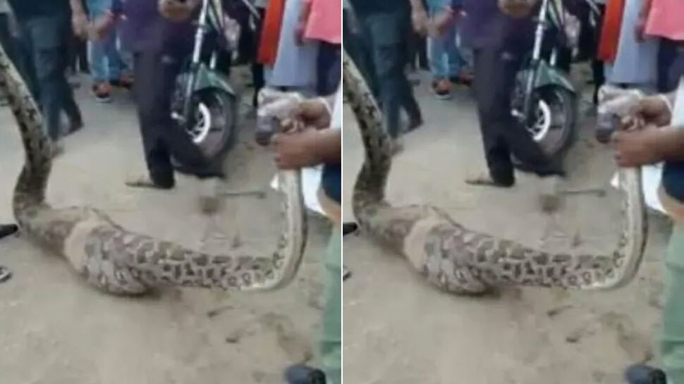 python snake 15 feet long python swallowed goat forest team rescued ...