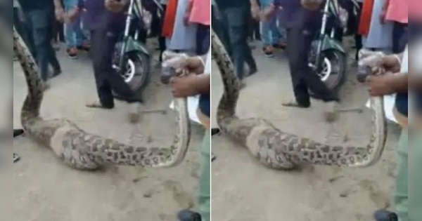 python snake 15 feet long python swallowed goat forest team rescued ...