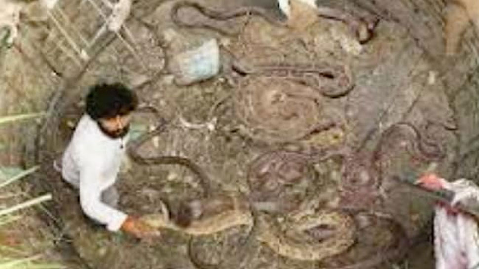 snakes rescue by snake rescuer inside well shocking video goes viral ...