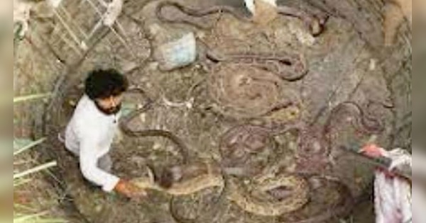 snakes rescue by snake rescuer inside well shocking video goes viral over internet | Snakes ...