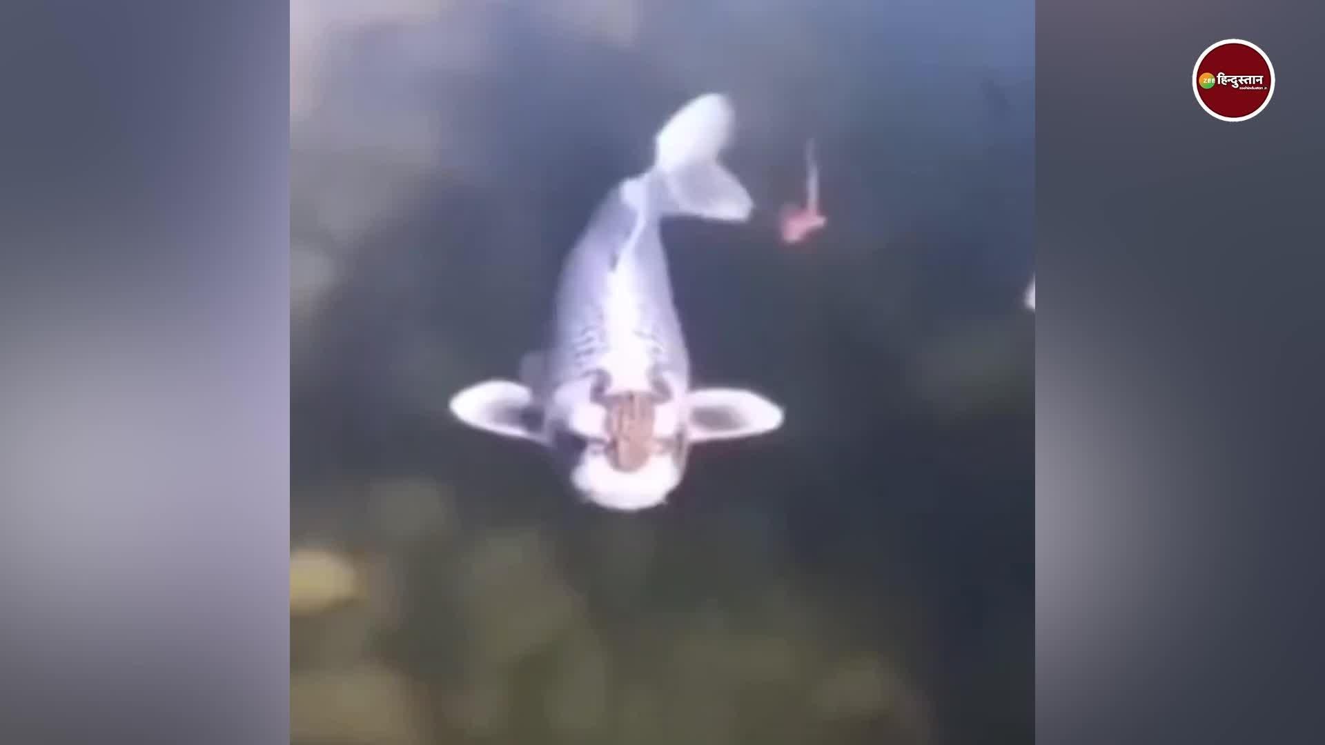 Frog taking a ride on a fish video viral | मछली के साथ मेढ़क ने किया ...