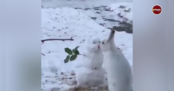 Rabbit eating snowman carrot nose video viral | बर्फबारी में इस जानवर ...