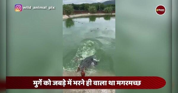 crocodile seem eating a hen but instead eat a duck watch dangerous ...
