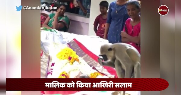 A monkey visited the funeral of the man who fed him and paid his ...